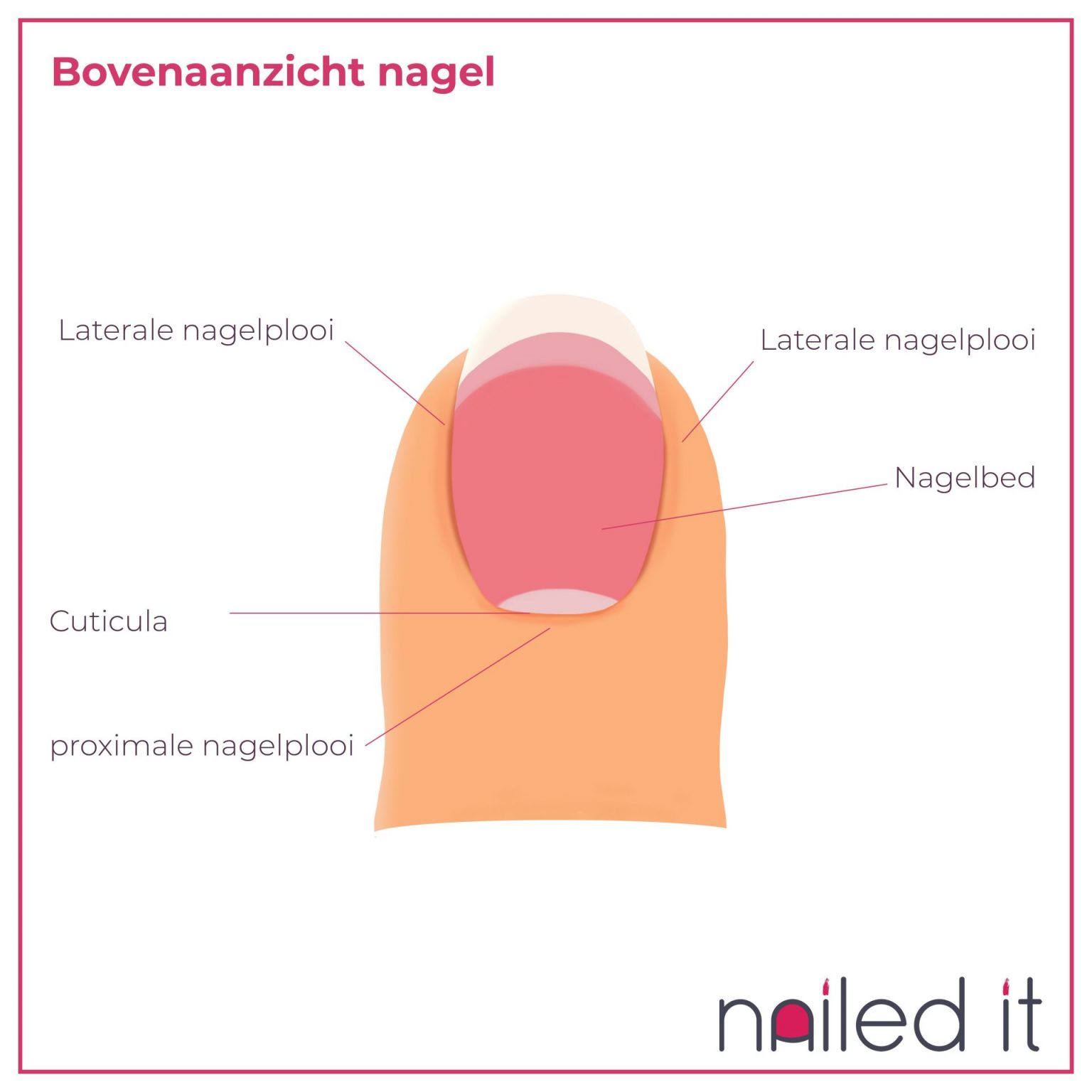 Anatomie van de nagel - Nailed It Magazine